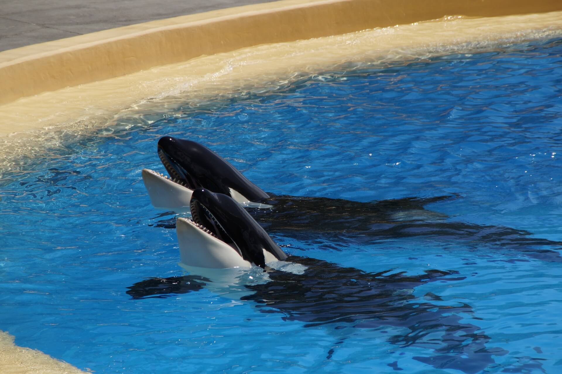 Best Theme Parks in Tenerife: Loro Parque and Siam Park